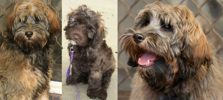 Australian Labradoodle Association | Labradoodle Coat Colours