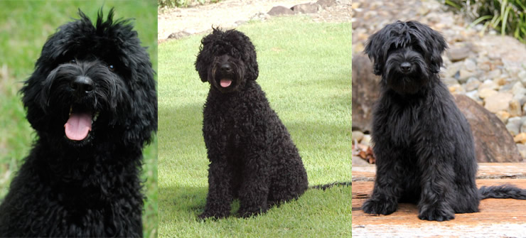 Australian Labradoodle Association | Labradoodle Coat Colours