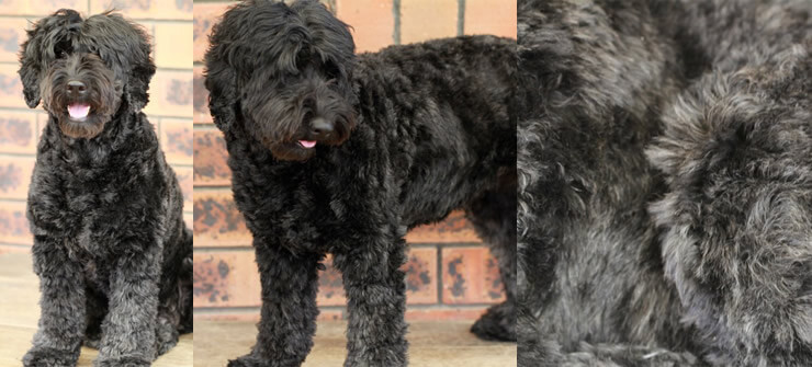 Australian Labradoodle Association | Labradoodle Coat Colours