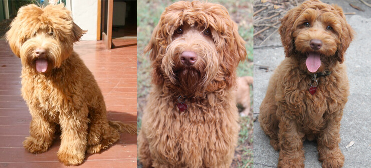 Australian Labradoodle Association | Labradoodle Coat Colours