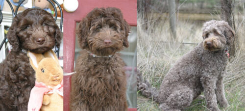 Australian Labradoodle Association | Labradoodle Coat Colours