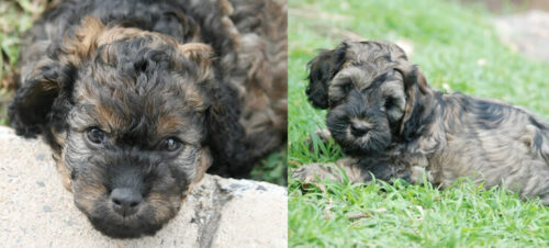 Australian Labradoodle Association | Labradoodle Coat Colours