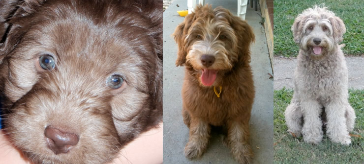 Australian Labradoodle Association | Labradoodle Coat Colours