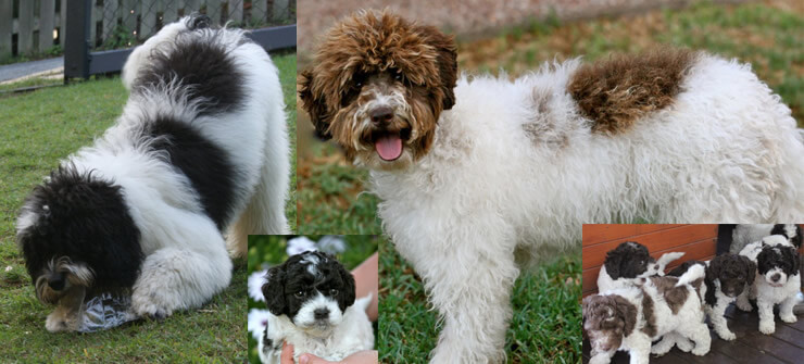 Australian Labradoodle Association | Labradoodle Coat Colours