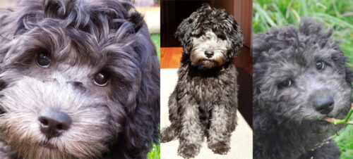Australian Labradoodle Association | Labradoodle Coat Colours