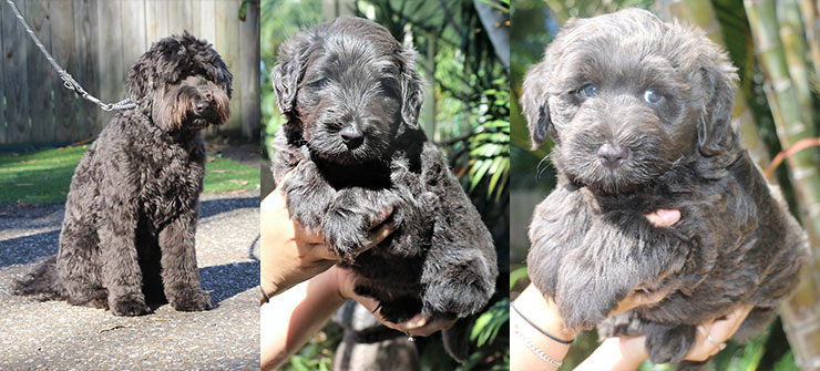 Australian Labradoodle Association | Labradoodle Coat Colours