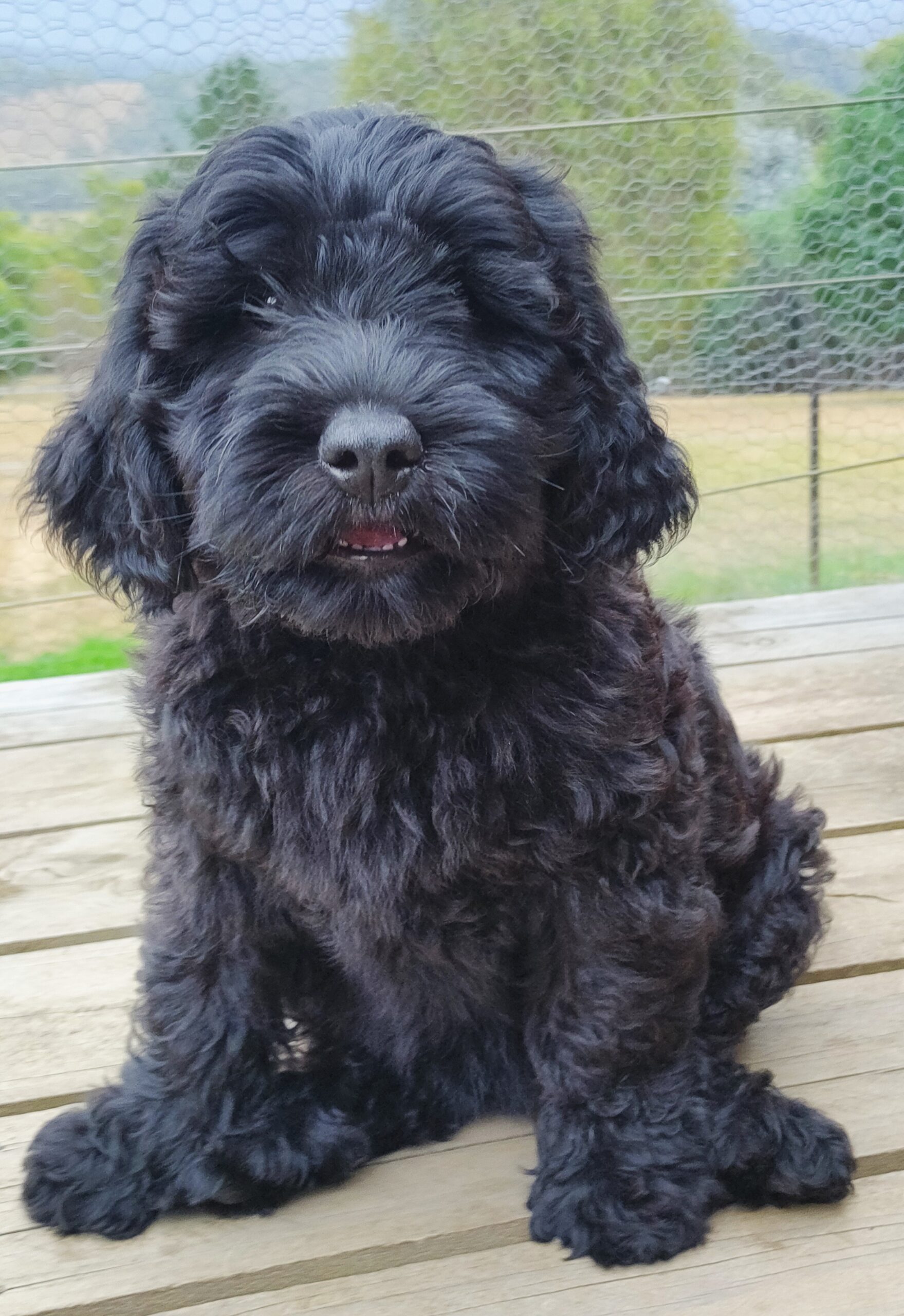 Raresilver Labradoodles - Australian Labradoodle Association