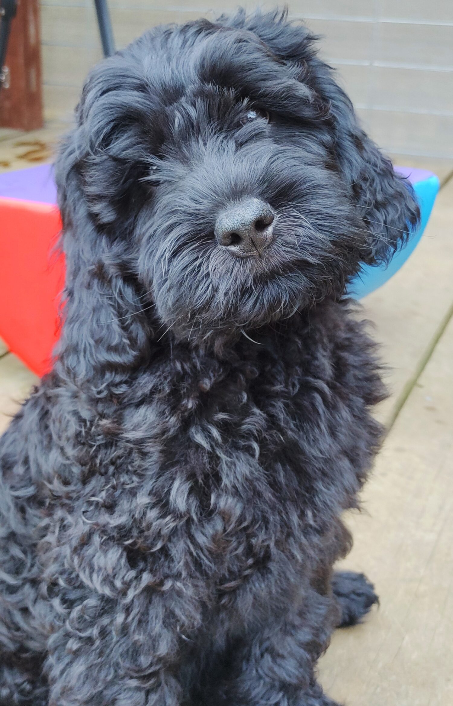 Raresilver Labradoodles - Australian Labradoodle Association